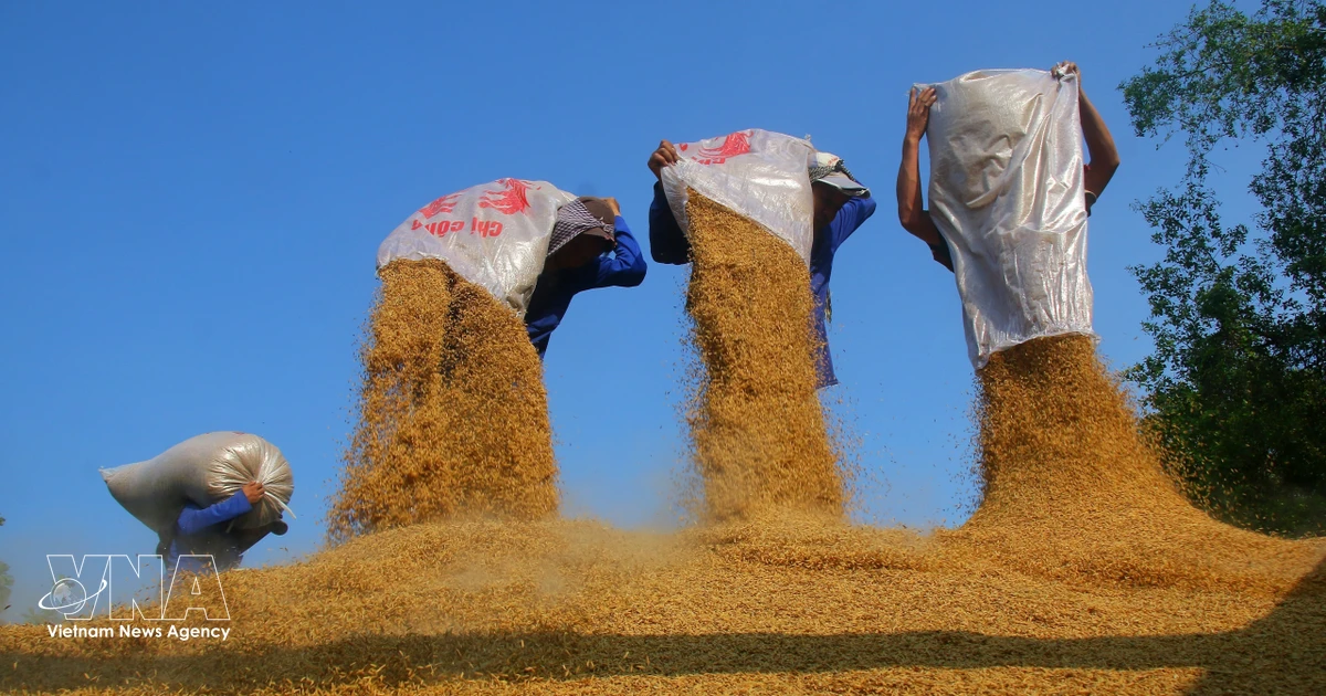 El ciclo de vida del grano de arroz en el Delta del río Mekong