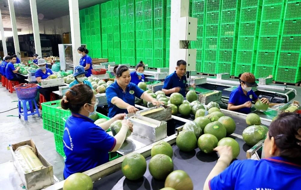 Exportaciones de hortalizas y frutas de Vietnam aumentan más del 30% | Vietnam+ (VietnamPlus)